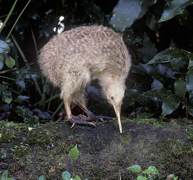 Isla de Stewart, Nueva Zelanda: una de las maravillas del mundo ...