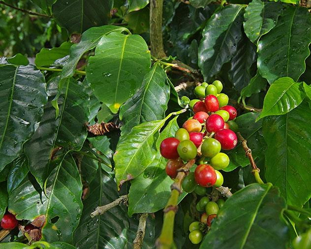 Un gran viaje a Panamá para descubrir su cara más salvaje - LonelyPlanet